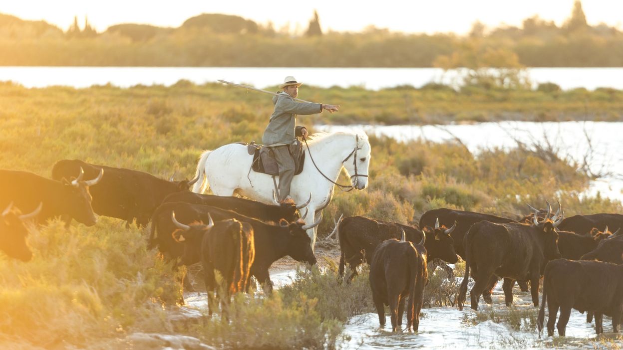 Perles d'eau : les taureaux de Camargue - RTBF Actus