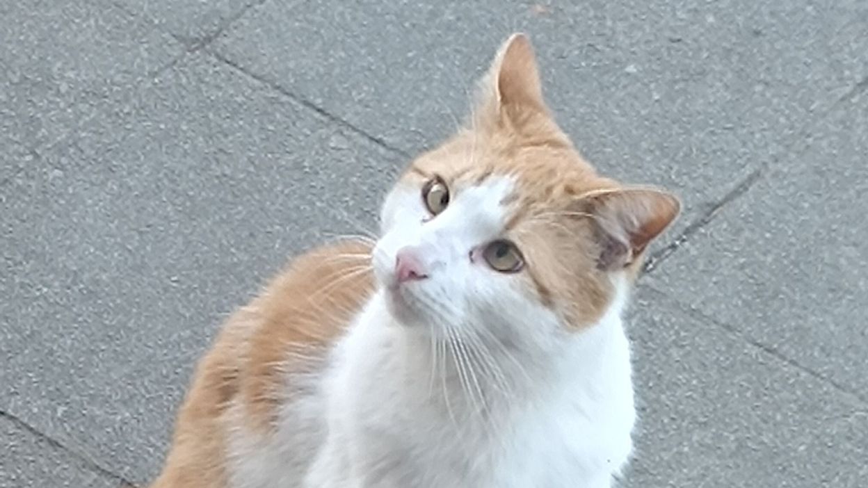 'Il créait du lien social, et laisse un quartier uni' : le chat 'Roger ...