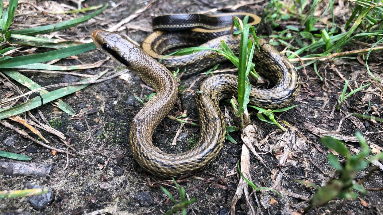 Le moloch hérissé, ce lézard qui boit de l'eau par les pieds - rtbf.be