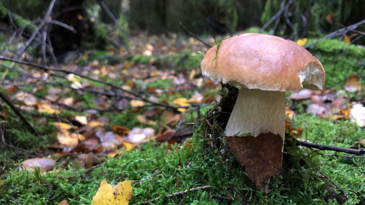 Les applications de reconnaissance de champignons : efficaces ou ...