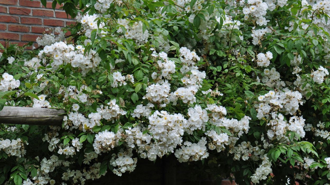 Une idée de plantation : un rosier liane pour redonner vie à un vieil ...