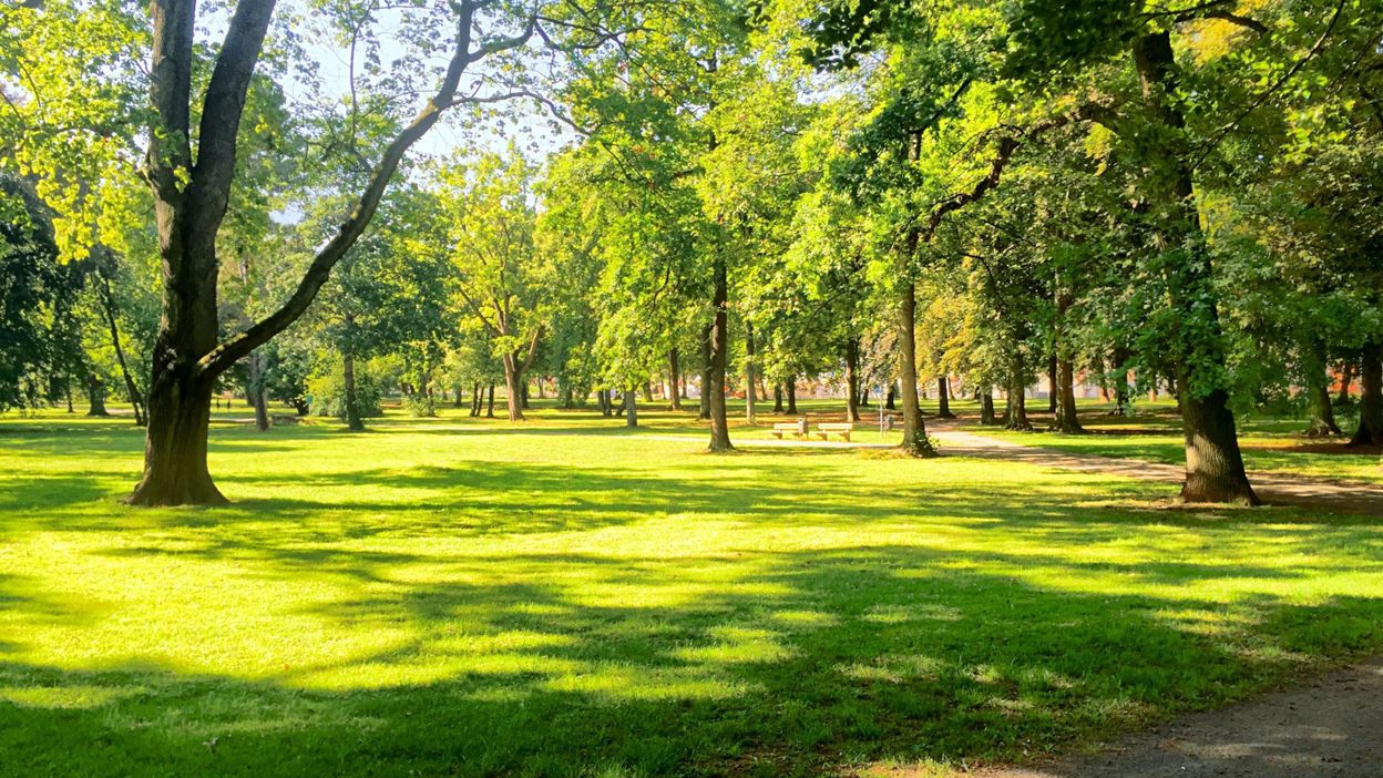 Pourquoi la disparition des éléphants menace aussi la planète - rtbf.be