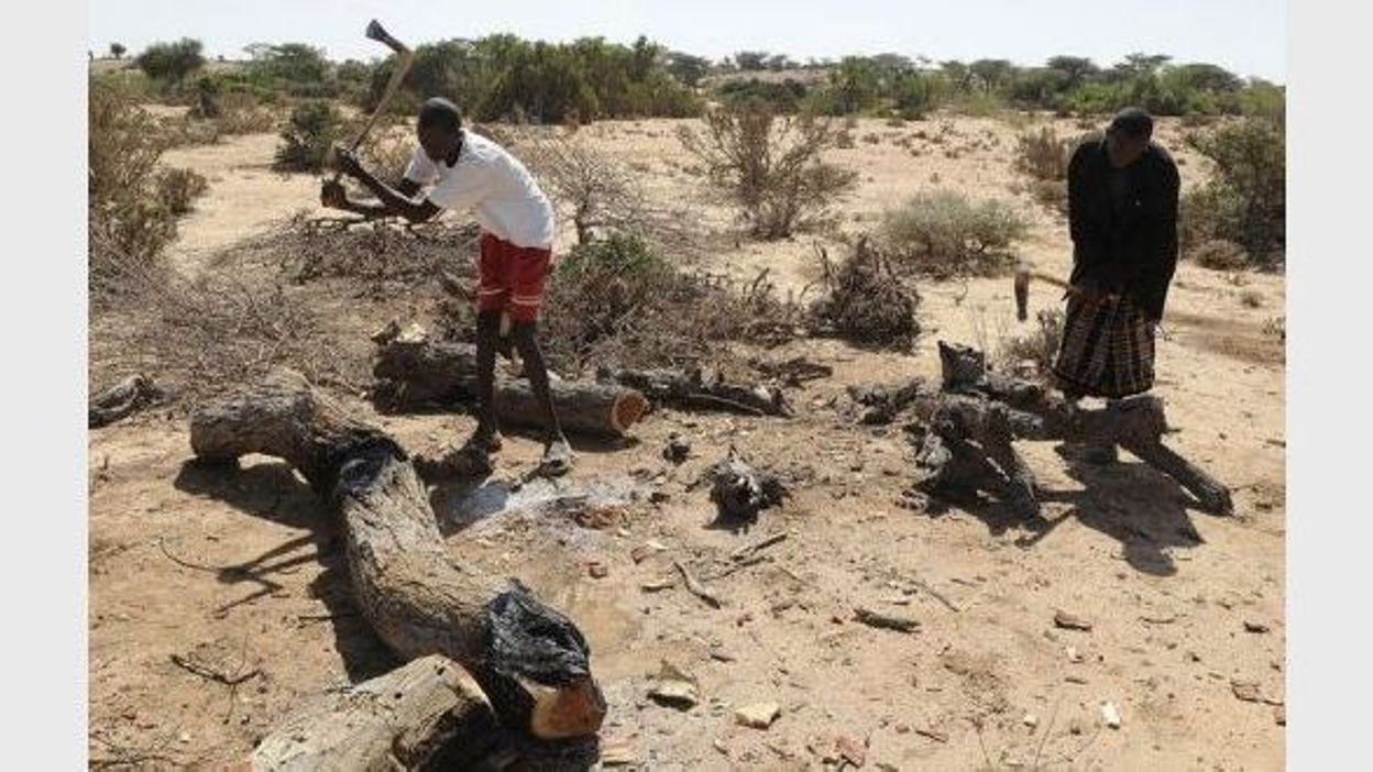RDC: les bonobos en danger à cause de la déforestation - RTBF Actus