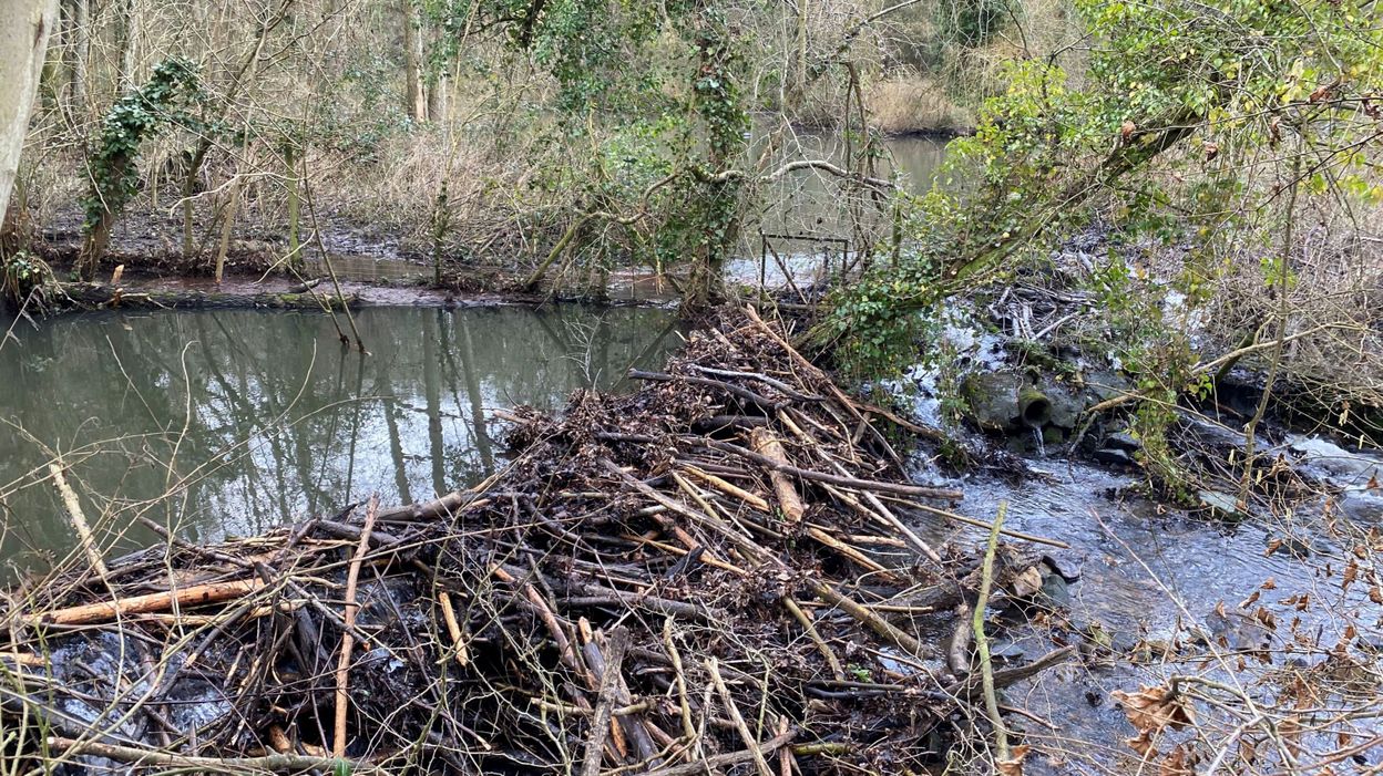 'Mission castor' : un documentaire sur la réintroduction du castor en ...