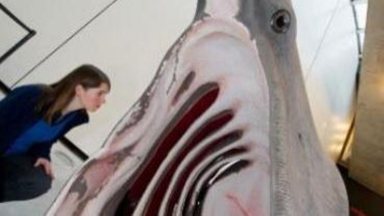 Un requin pèlerin observé en mer du Nord - RTBF Actus