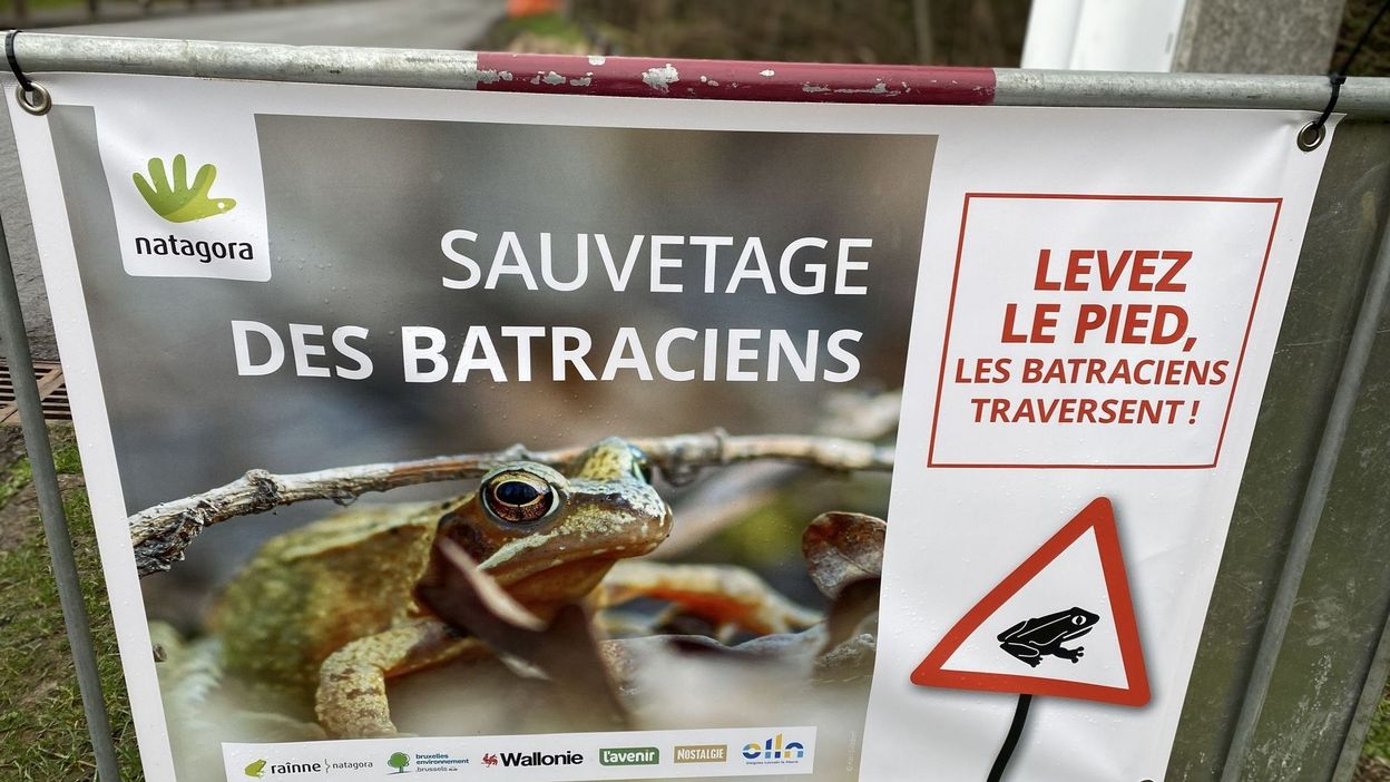 Le grand retour des batraciens : les princes charmants en pleine ...