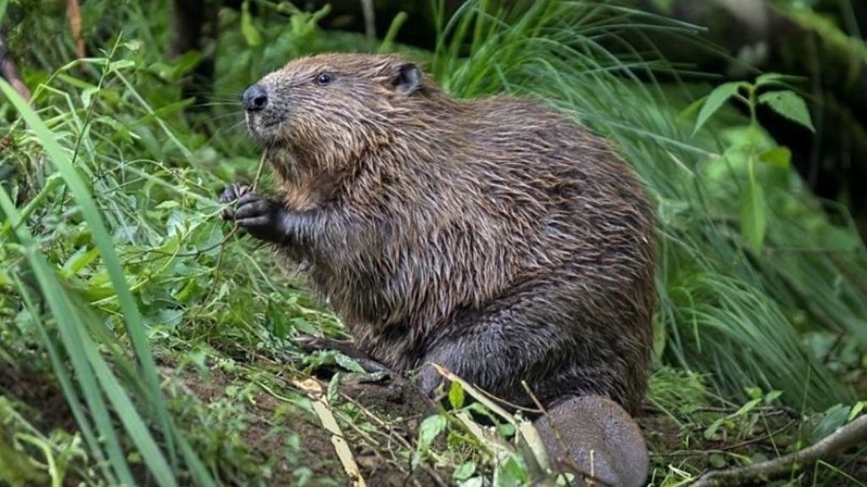 'Mission castor' : un documentaire sur la réintroduction du castor en ...
