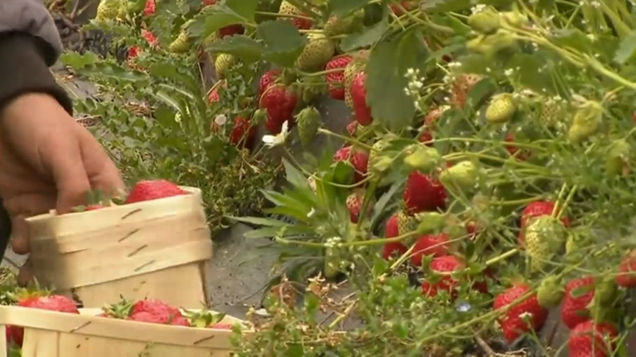 La récolte des fraises a débuté - RTBF Actus