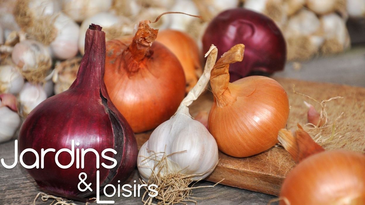 Comment cultiver des chicons à la maison ? - RTBF Actus