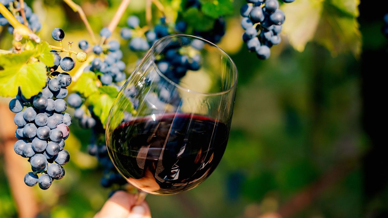 Les vins belges en train de se constituer une identité grâce à l ...