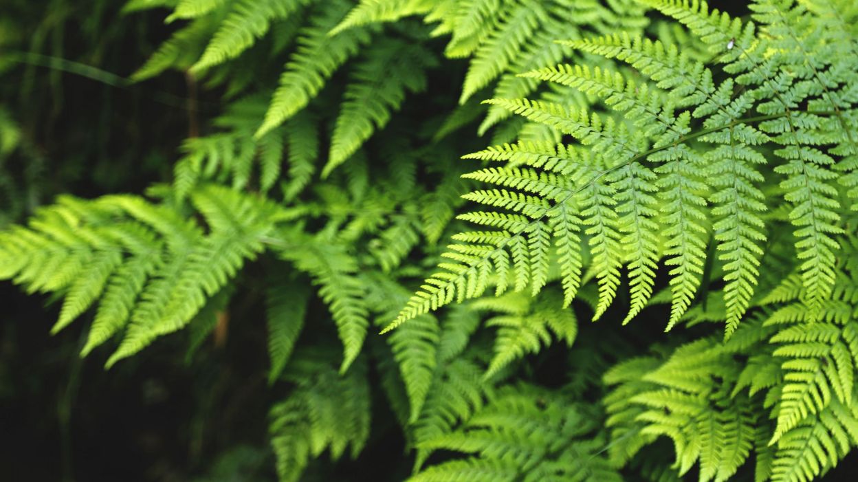 La recette du purin : très facile à réaliser et tout bon pour les ...