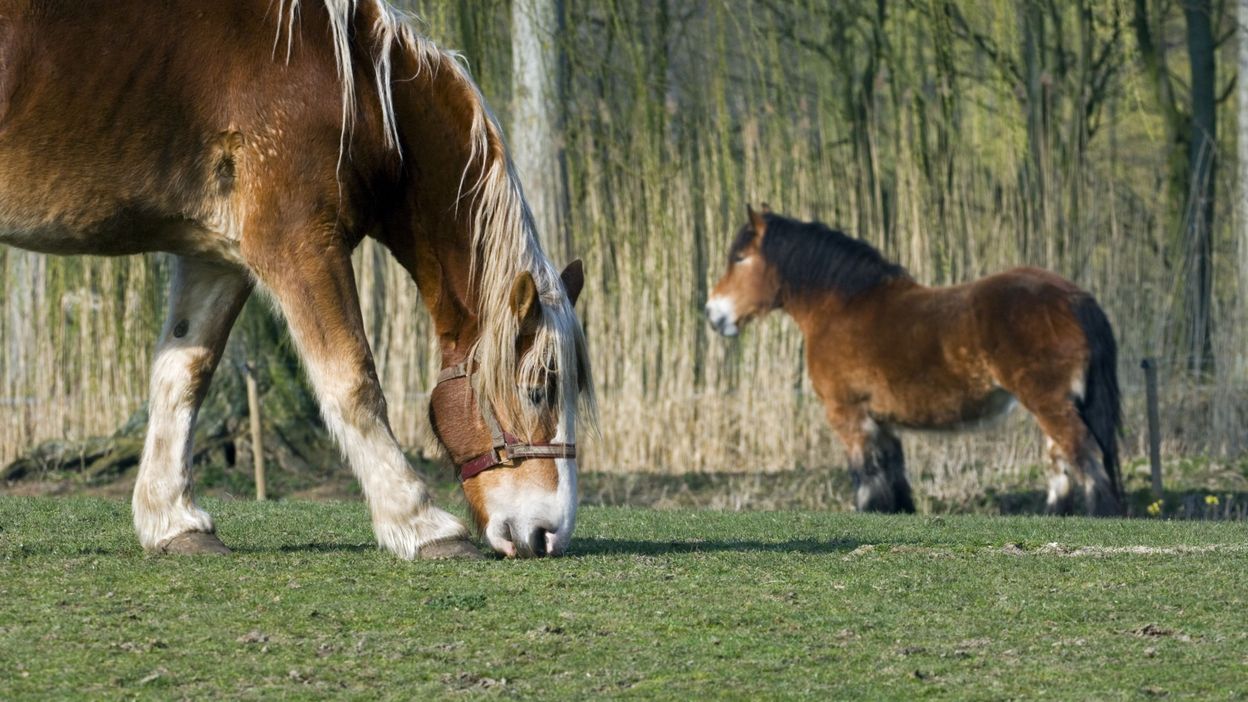 La domestication du cheval, révolution pour l’humanité : à quand ...