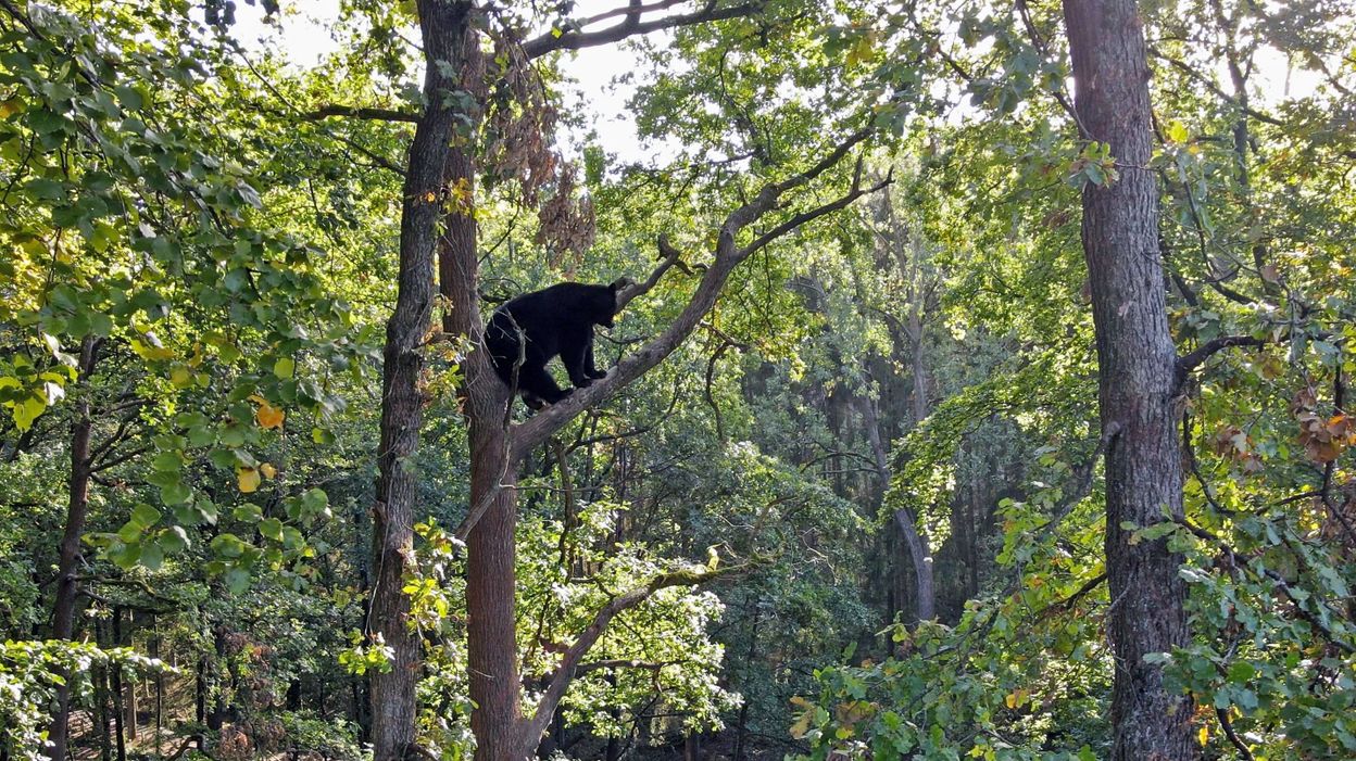 Theux : un hôtel de six chambres et cinq lodges bâti au coeur du parc ...