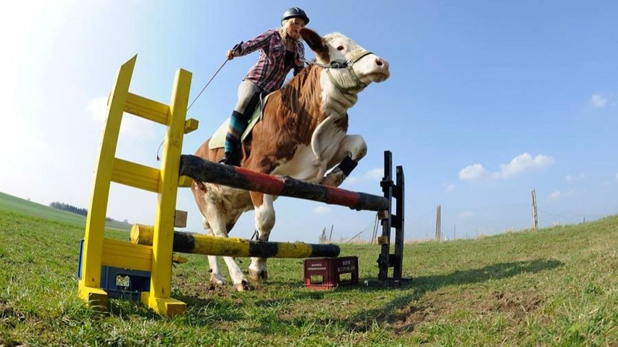 Luna, la vache devenue cheval - RTBF Actus