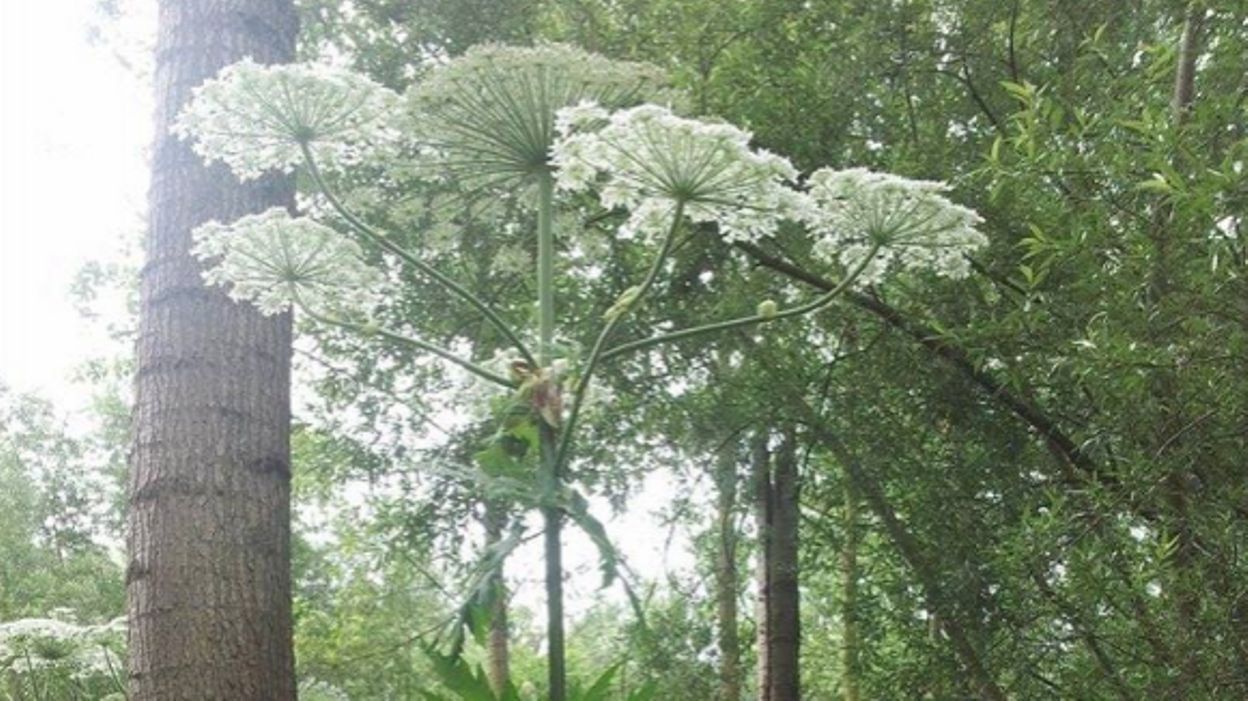 Cette plante dangereuse et envahissante fleurit tout l’été en Belgique ...