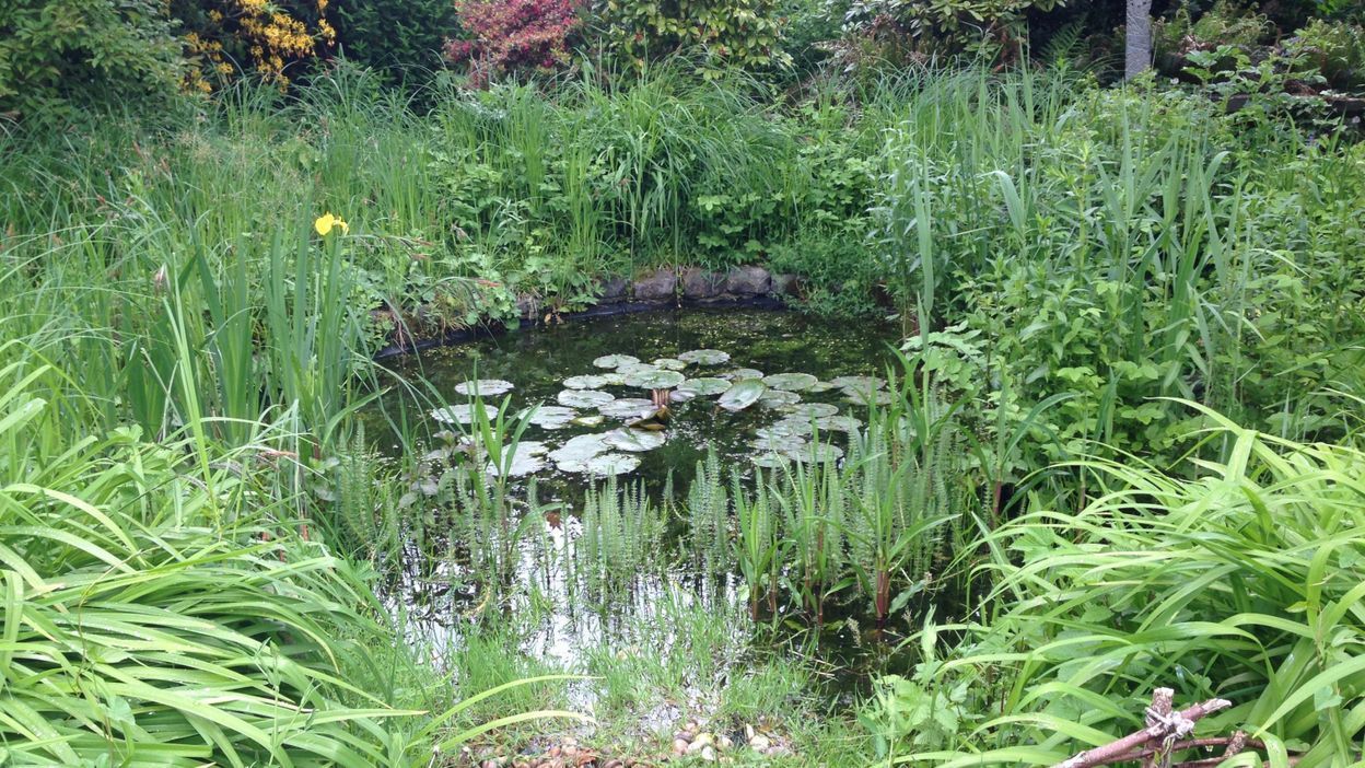 Carnet nature : la migration des batraciens - RTBF Actus