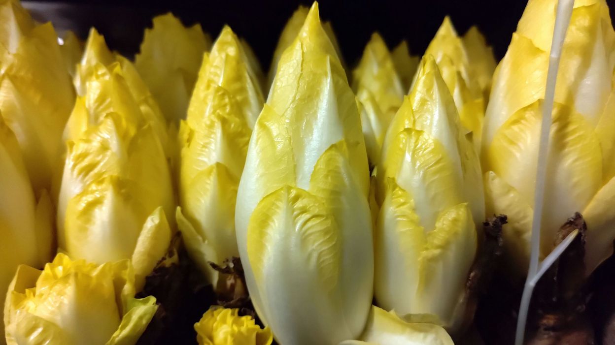 Comment cultiver des chicons à la maison ? - RTBF Actus