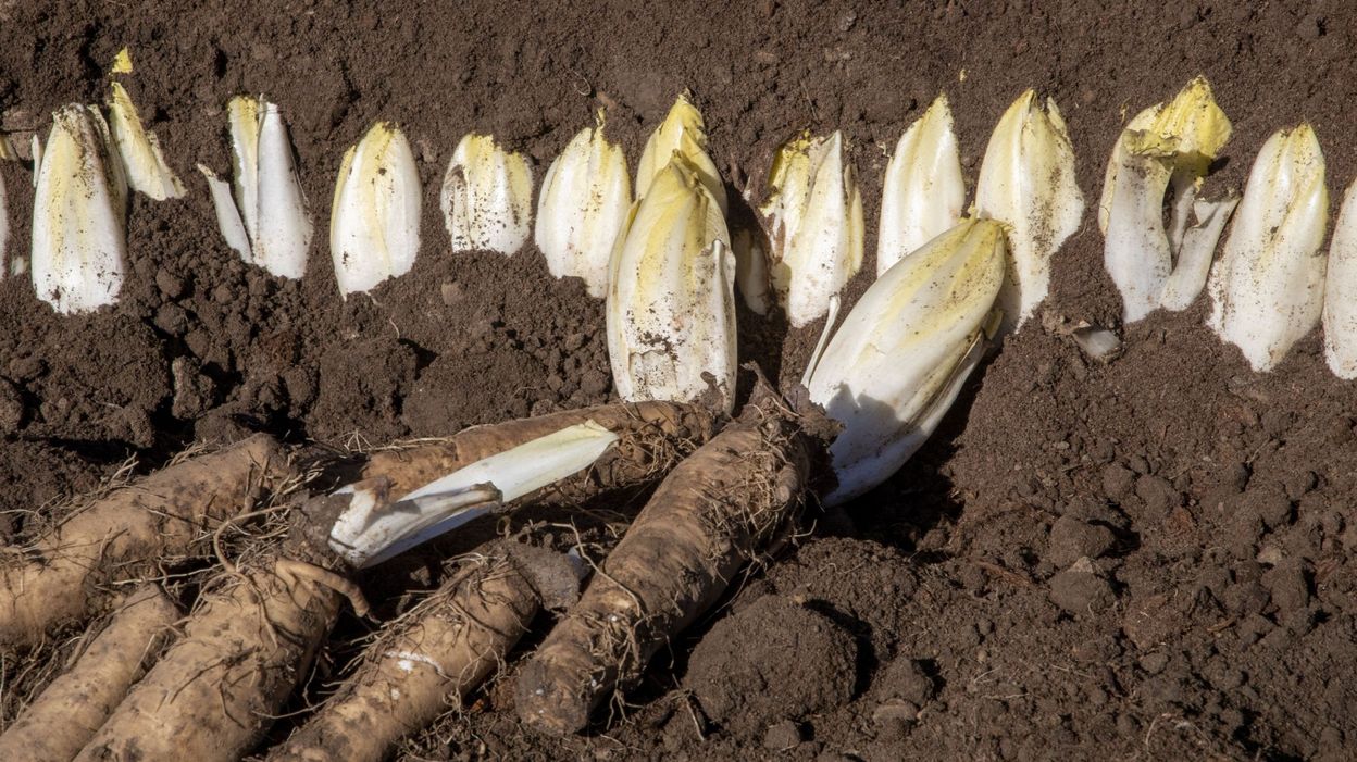 Le chicon de terre bientôt absent de nos assiettes ? - RTBF Actus