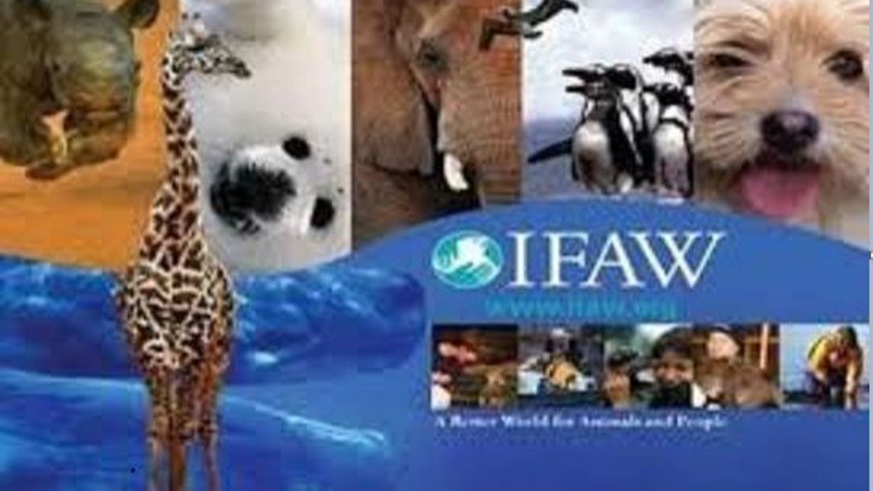 L'IFAW qu'est-ce que c'est ? - RTBF Actus
