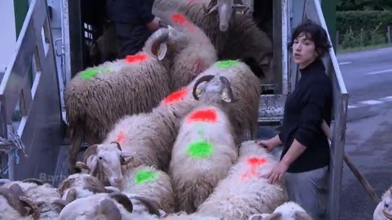 Entre traditions et renouveau, à la rencontre du métier de berger et de cavalier dans les ...