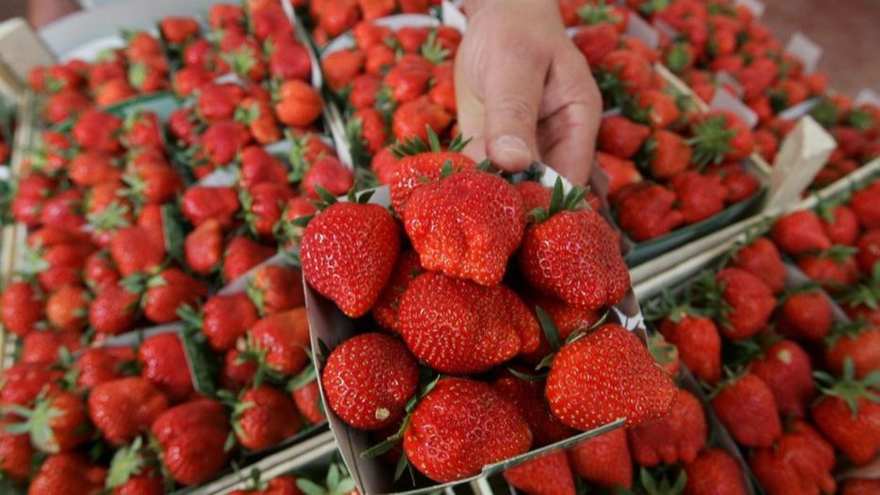 Les fraises de Wépion arrivent - RTBF Actus
