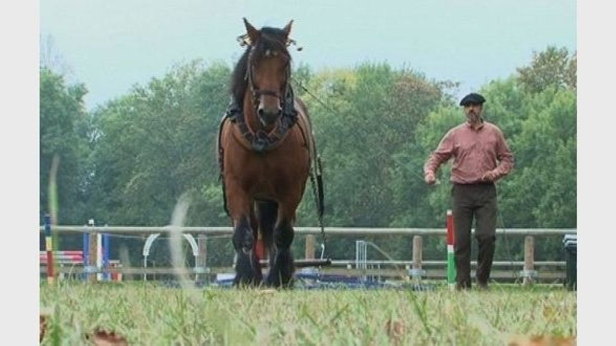 Australie: abattage de chevaux par hélicoptère - RTBF Actus