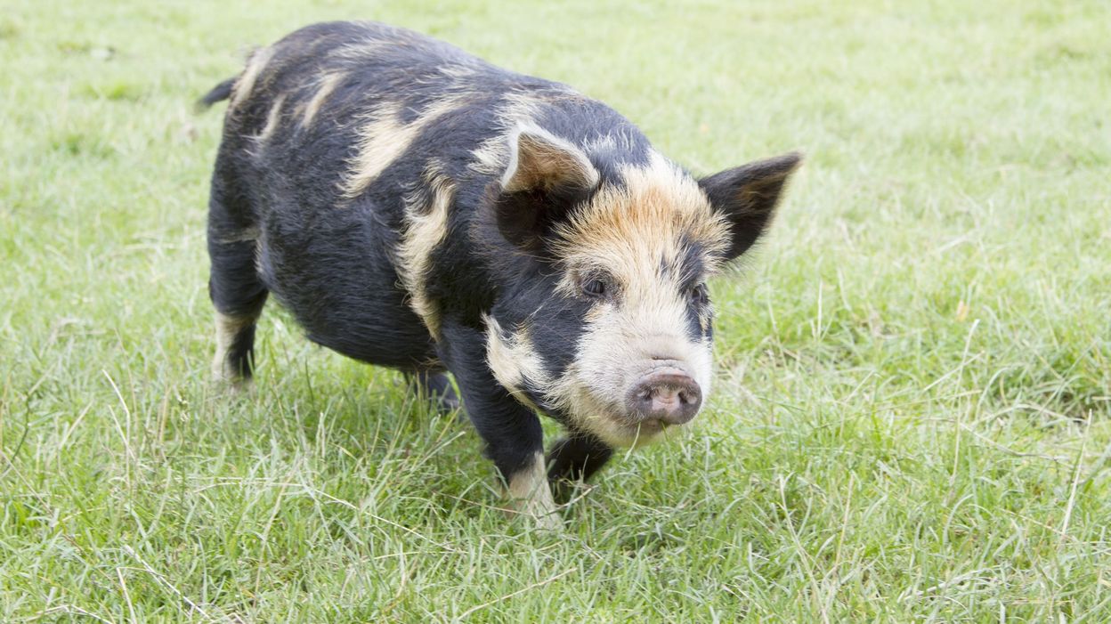 Le Kunekune : quelle est cette espèce de cochon qui pourrait devenir ...