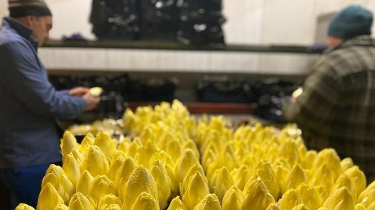 Comment cultiver des chicons à la maison ? - RTBF Actus