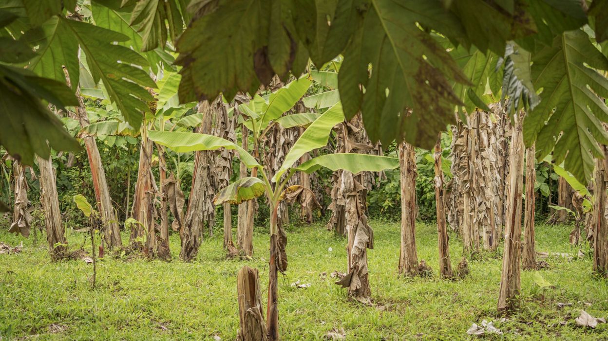 Un bananier en pleine terre en Belgique, c’est possible ? - RTBF Actus