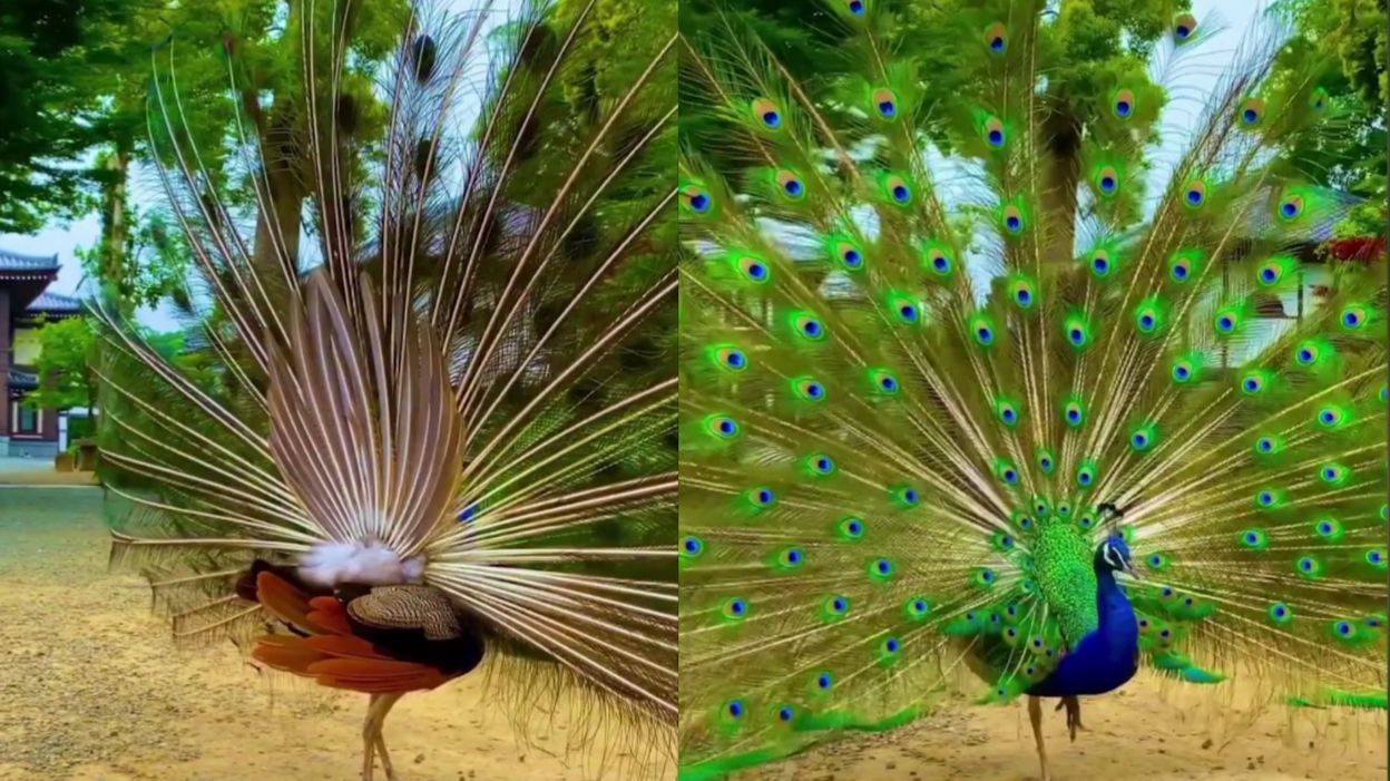 Vidéo insolite : un château humain s’écroule en Catalogne - RTBF Actus