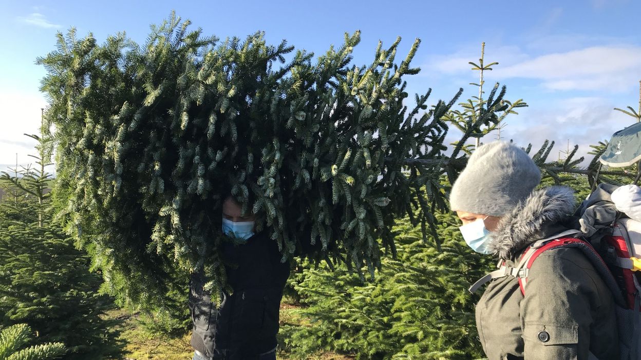 Choisir son sapin et le couper dans le champ, le succès grandissant d ...