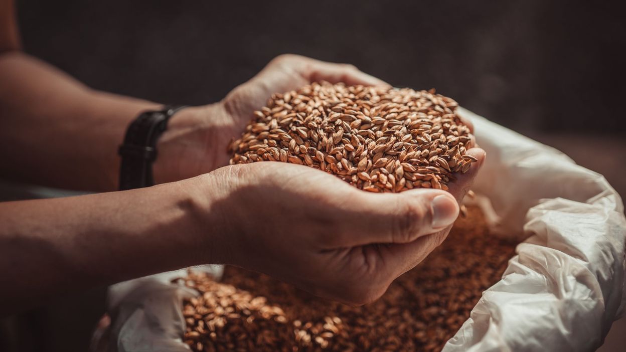 Quand le froment pique du nez dans nos campagnes... - RTBF Actus