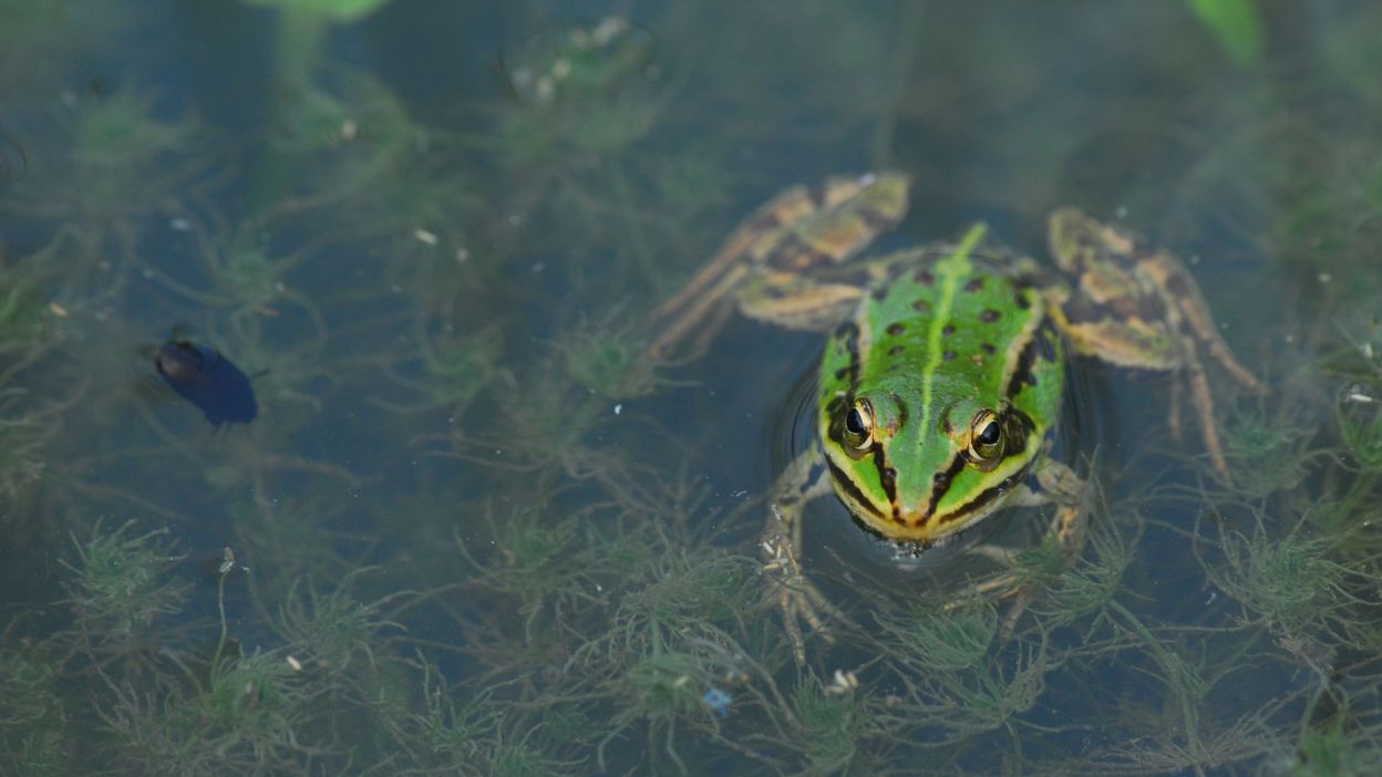 Les batraciens entament leur migration : connaissez vous la différence ...