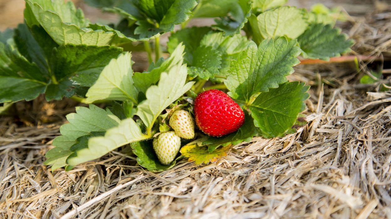 La culture des fraisiers : de la plantation à la récolte - RTBF Actus
