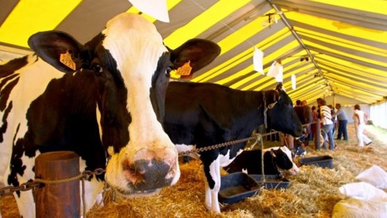 Libramont se prépare à la 76e édition de la Foire agricole - RTBF Actus