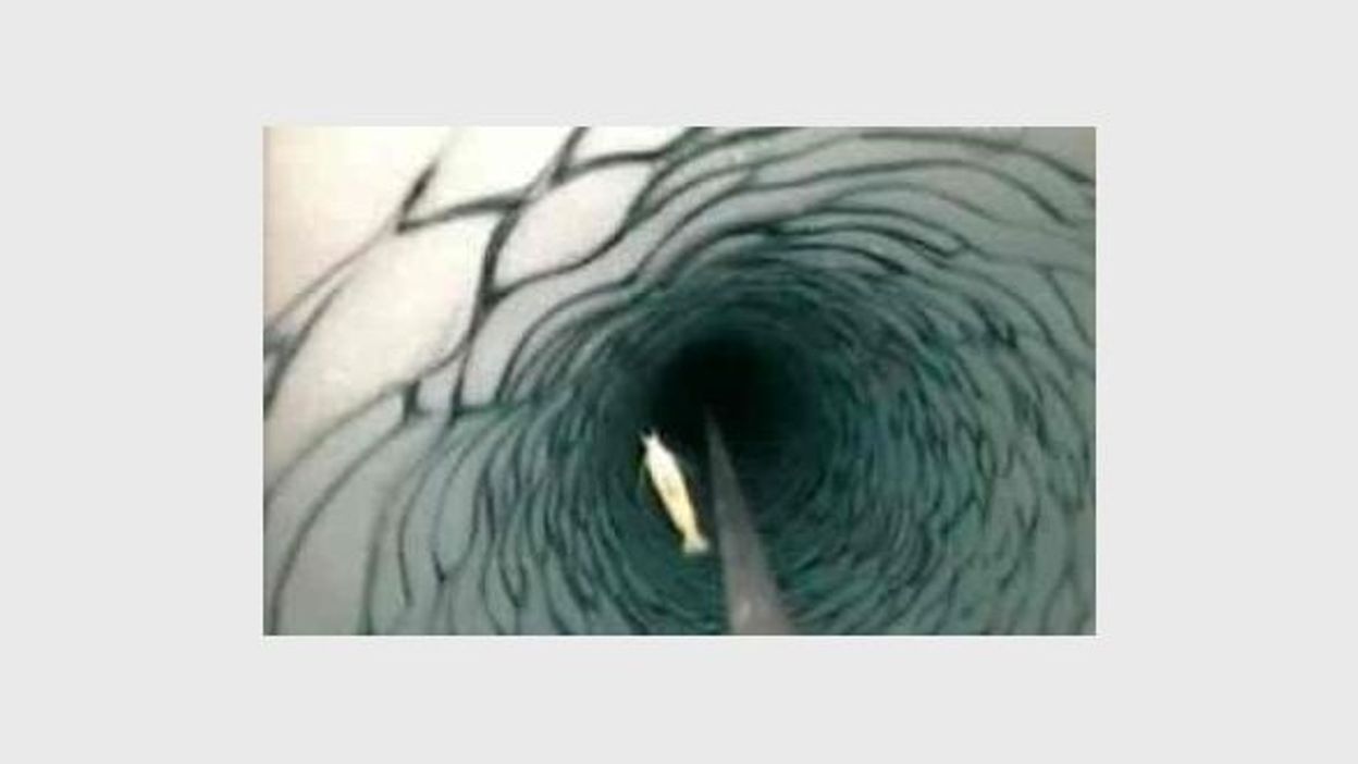 La Nasa a vu une crevette rose sous la glace de l'Antarctique - RTBF Actus