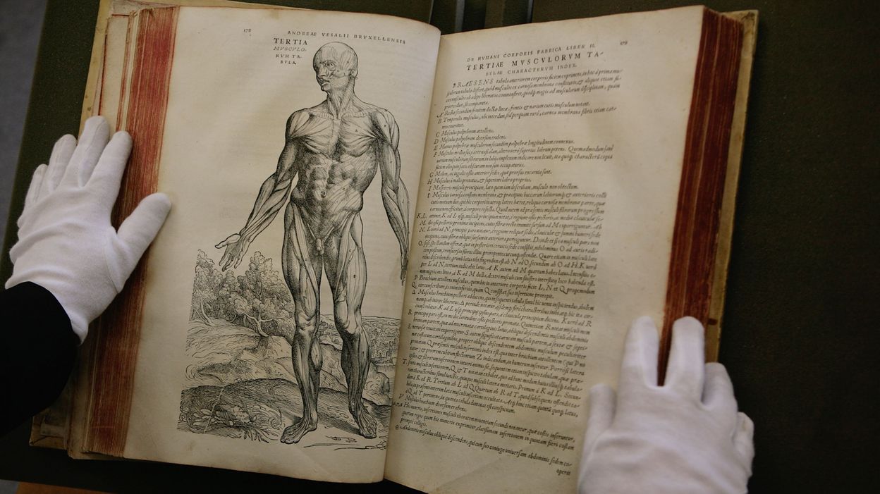 Le 'cerveau de Vésale', lien entre passé et avenir de la médecine, au ...