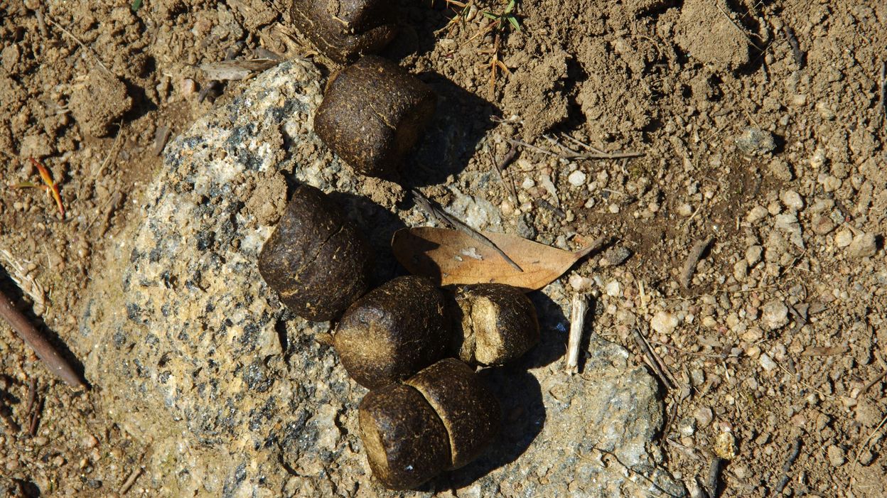 Pourquoi et comment les wombats font-ils des crottes cubiques ? La ...