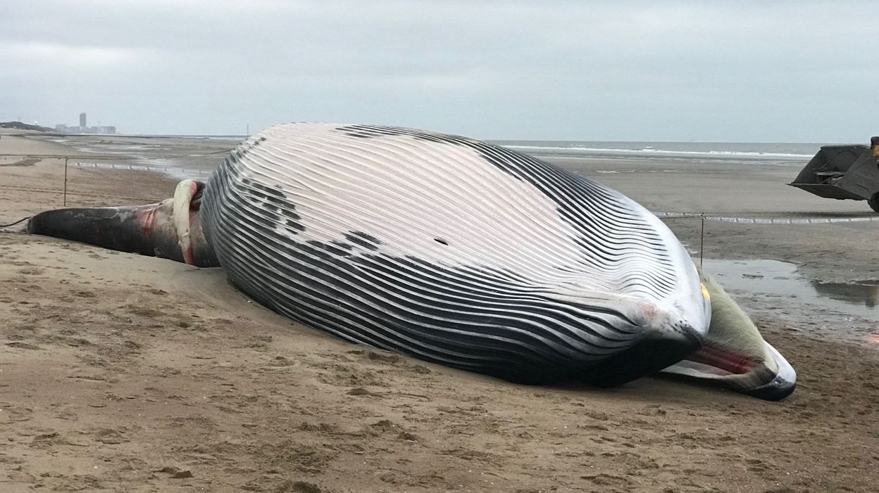 Un rorqual commun de 18 mètres s'est échoué sur la plage du Coq (vidéos ...