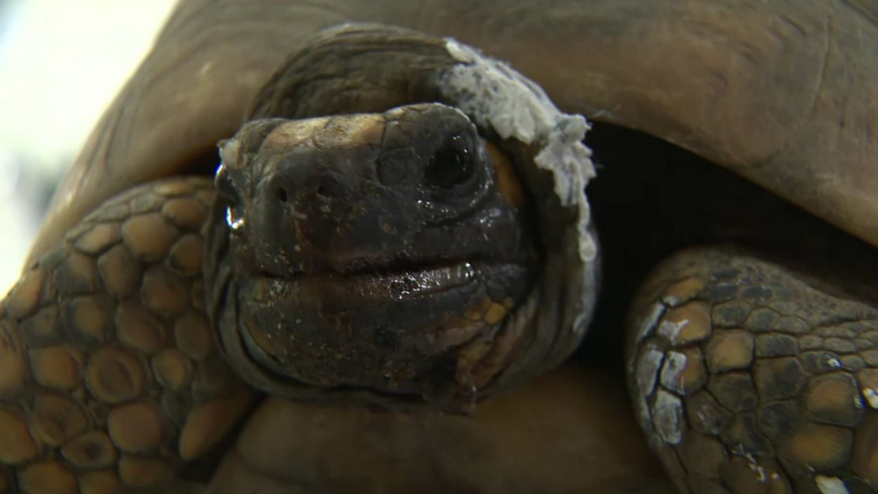 Amazonie: les animaux de la forêt aussi sont touchés - RTBF Actus