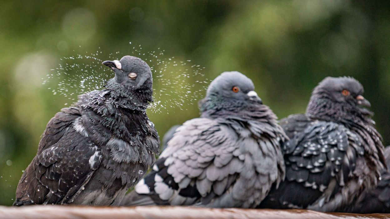La fiente de pigeon, la nouvelle ruse de pickpockets à Bruges - RTBF Actus