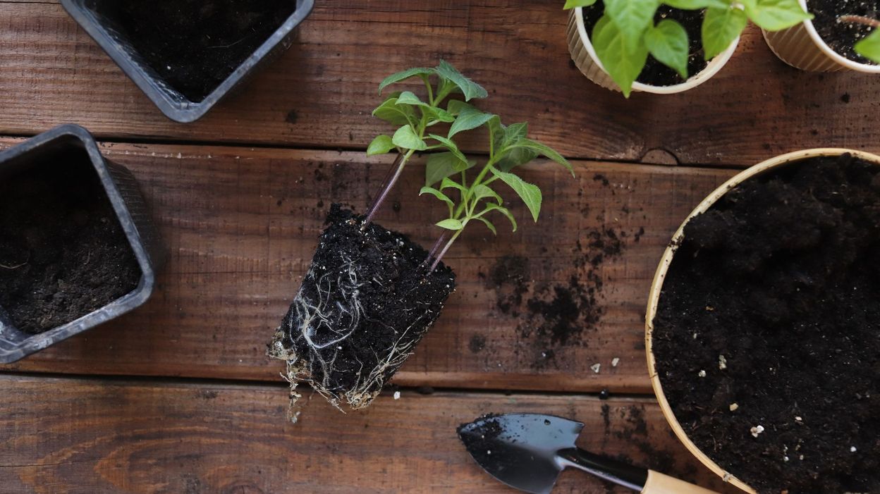 Tout savoir sur les semis de poivrons : techniques, calendrier et ...