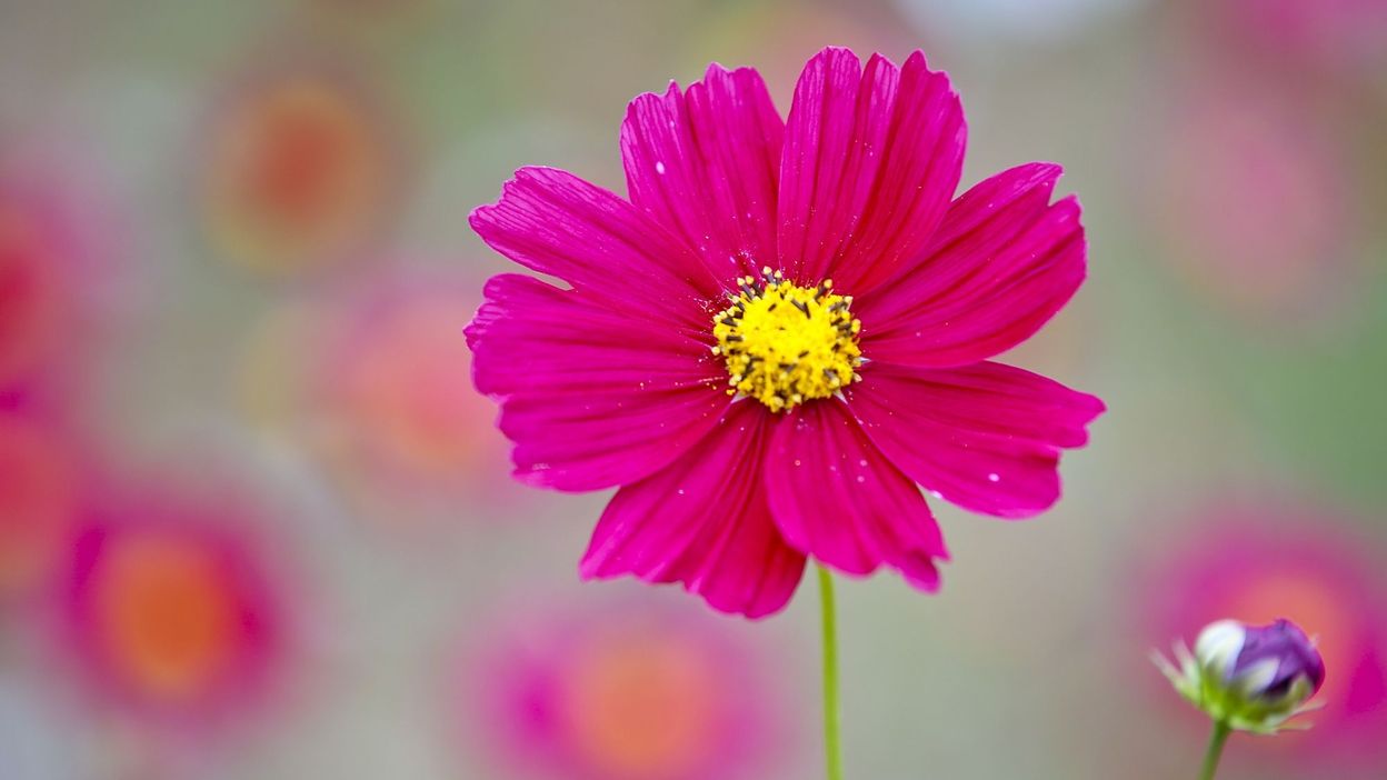 Permaculture : les fleurs qui aident votre potager - RTBF Actus