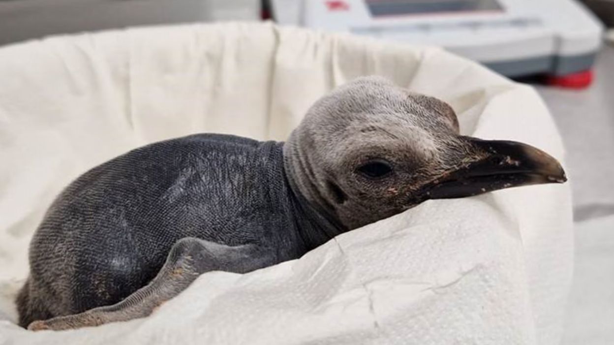 Découverte rare en Antarctique : des photographes belges repèrent un ...