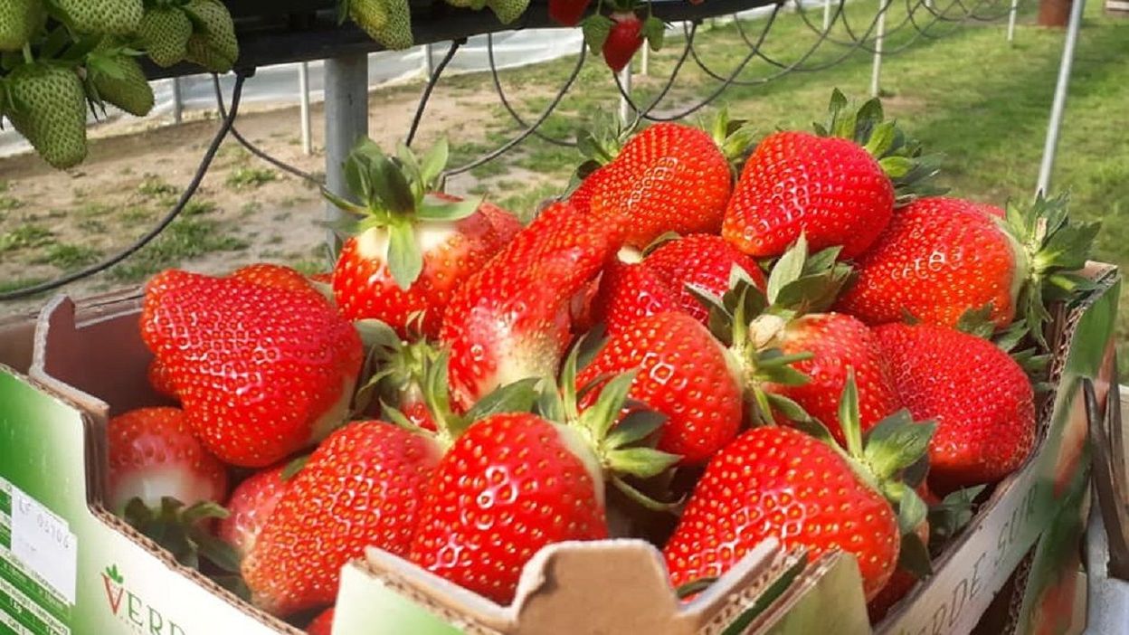 La saison des fraises belges est ouverte et elles sont délicieuses ...