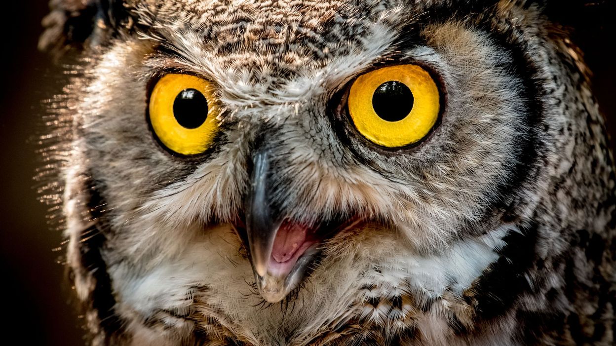 Comment protéger nos rapaces nocturnes