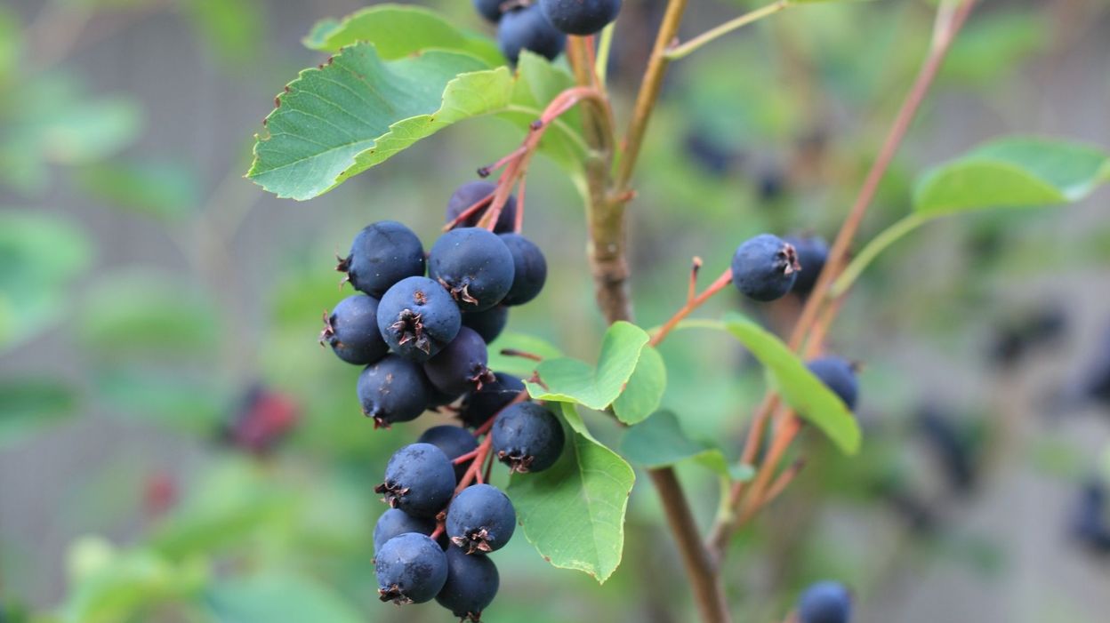 5 arbustes à baies méconnus à planter dans son jardin - RTBF Actus