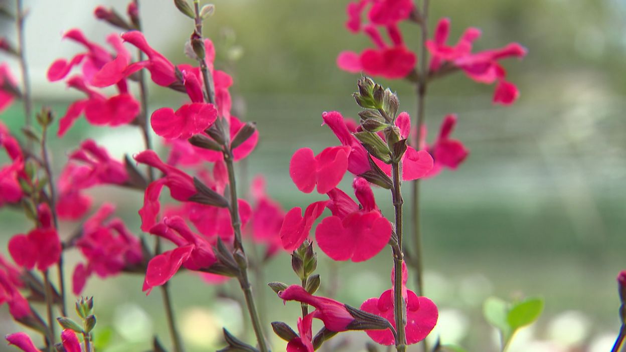 Les sauges, des plantes à la longue floraison et aimant la chaleur ...