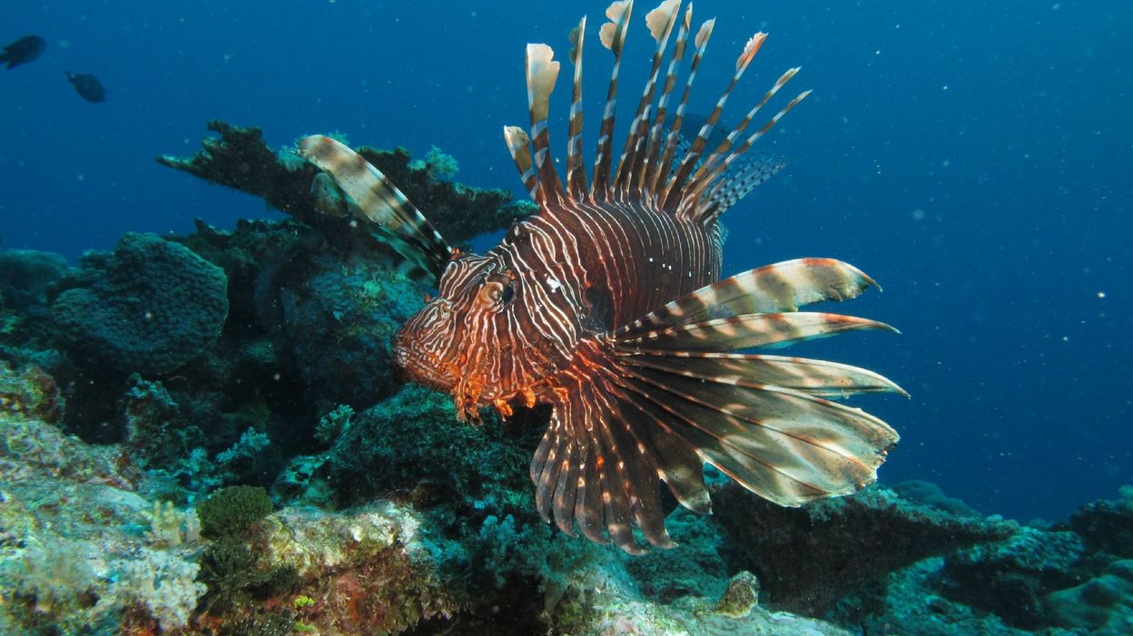 Carnassier en tout sens... - RTBF Actus