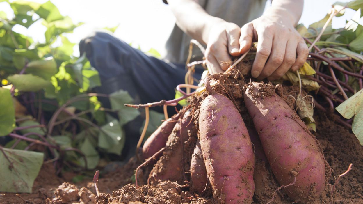 Les clés pour réussir la culture de la patate douce - RTBF Actus
